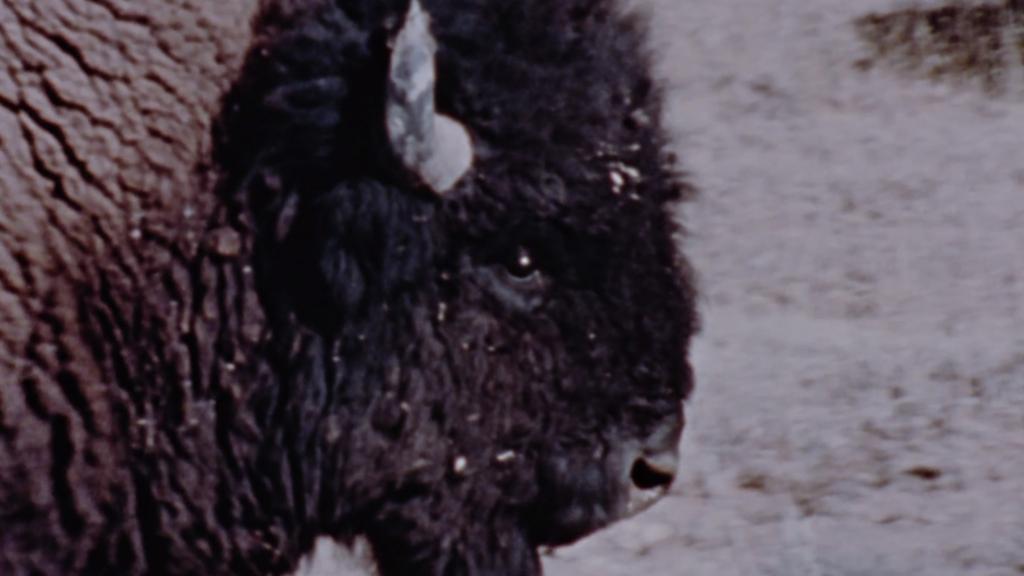 Return of the Swift Fox - NFB