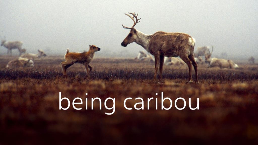 Caribou of Northern Canada - NFB