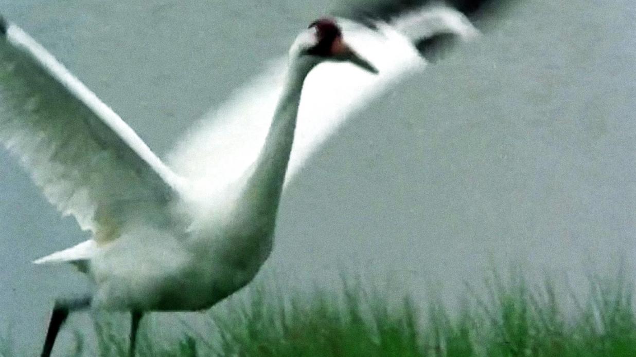 Return of the Swift Fox - NFB