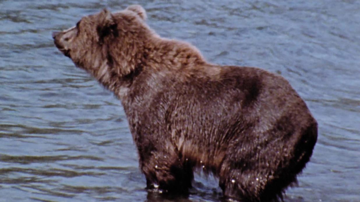 Project Grizzly - NFB