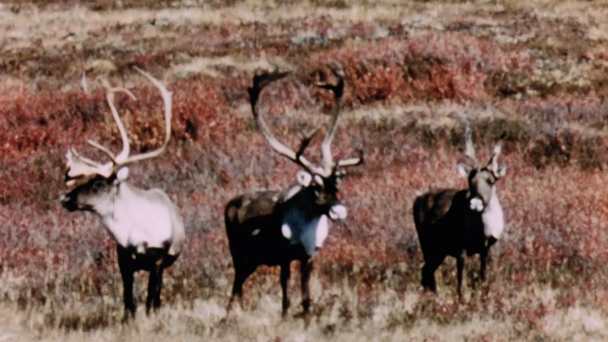 Caribou of Northern Canada - NFB
