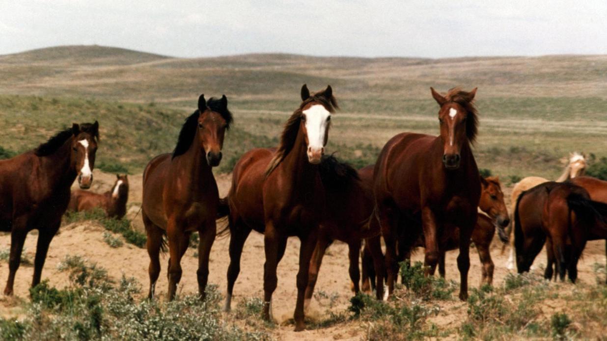 Return of the Swift Fox - NFB