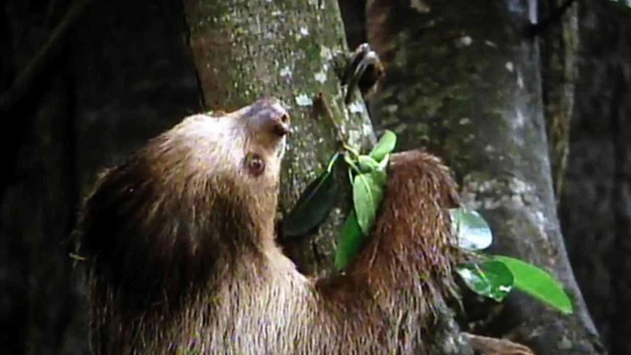 Project Grizzly - NFB