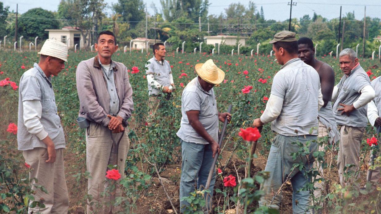 Waiting for Fidel - NFB