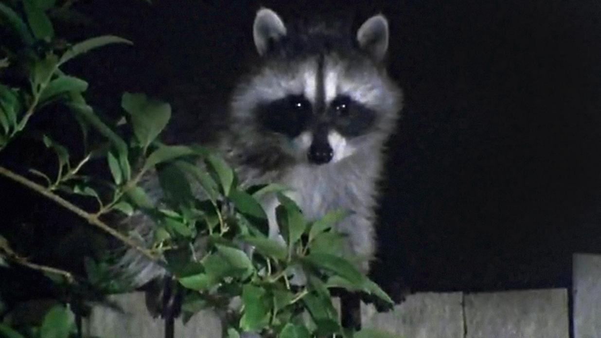 Return of the Swift Fox - NFB