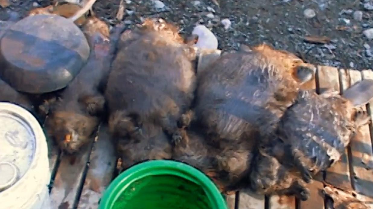 Cree Hunters of Mistassini - NFB