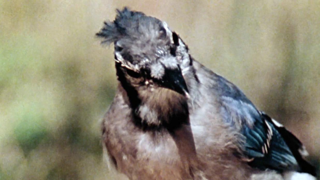 Return of the Swift Fox - NFB