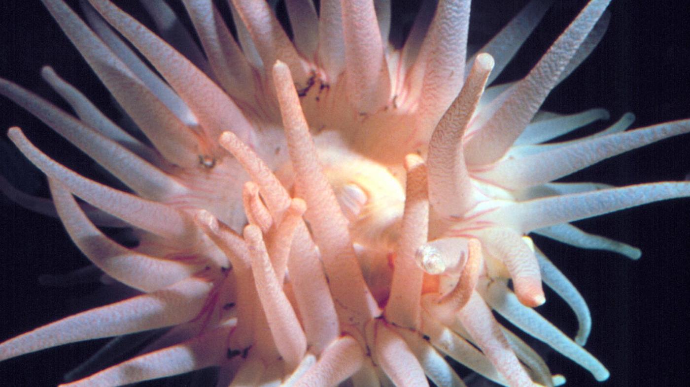 The Intertidal Zone by David Denning - NFB