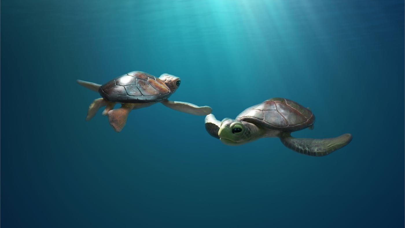 A Sea Turtle Story by Kathy Shultz - NFB
