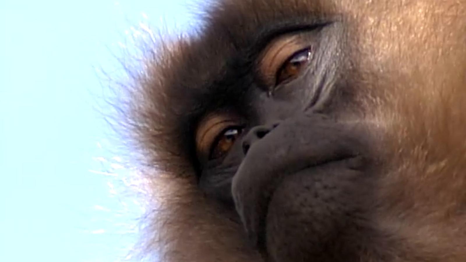 Be the Creature - Expedition Baboons - Collection ONF