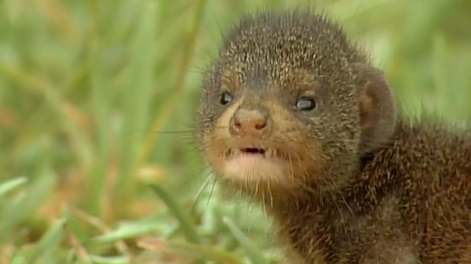 Be the Creature - Expedition Banded Mongoose - NFB Collection