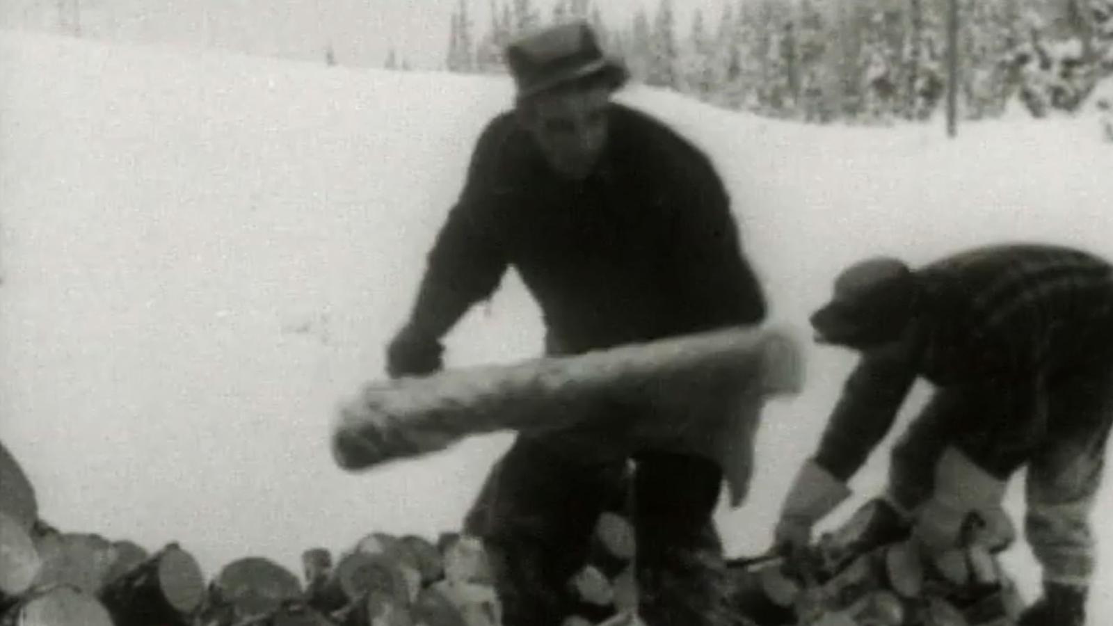 Forest Alert - Collection ONF