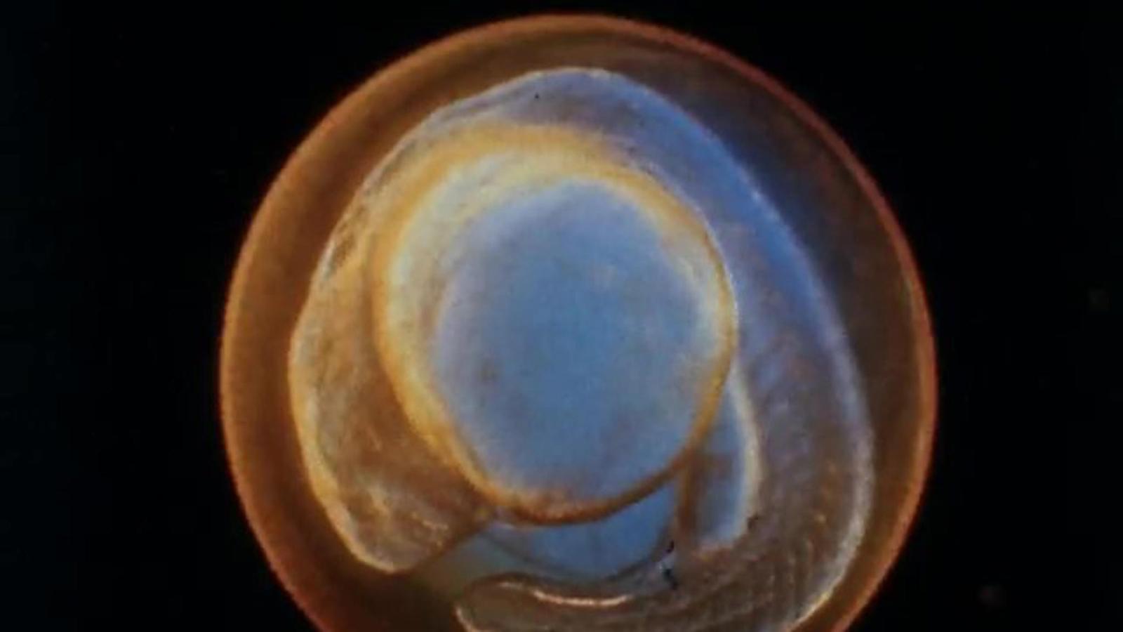 The Embryonic Development of Fish - Collection ONF