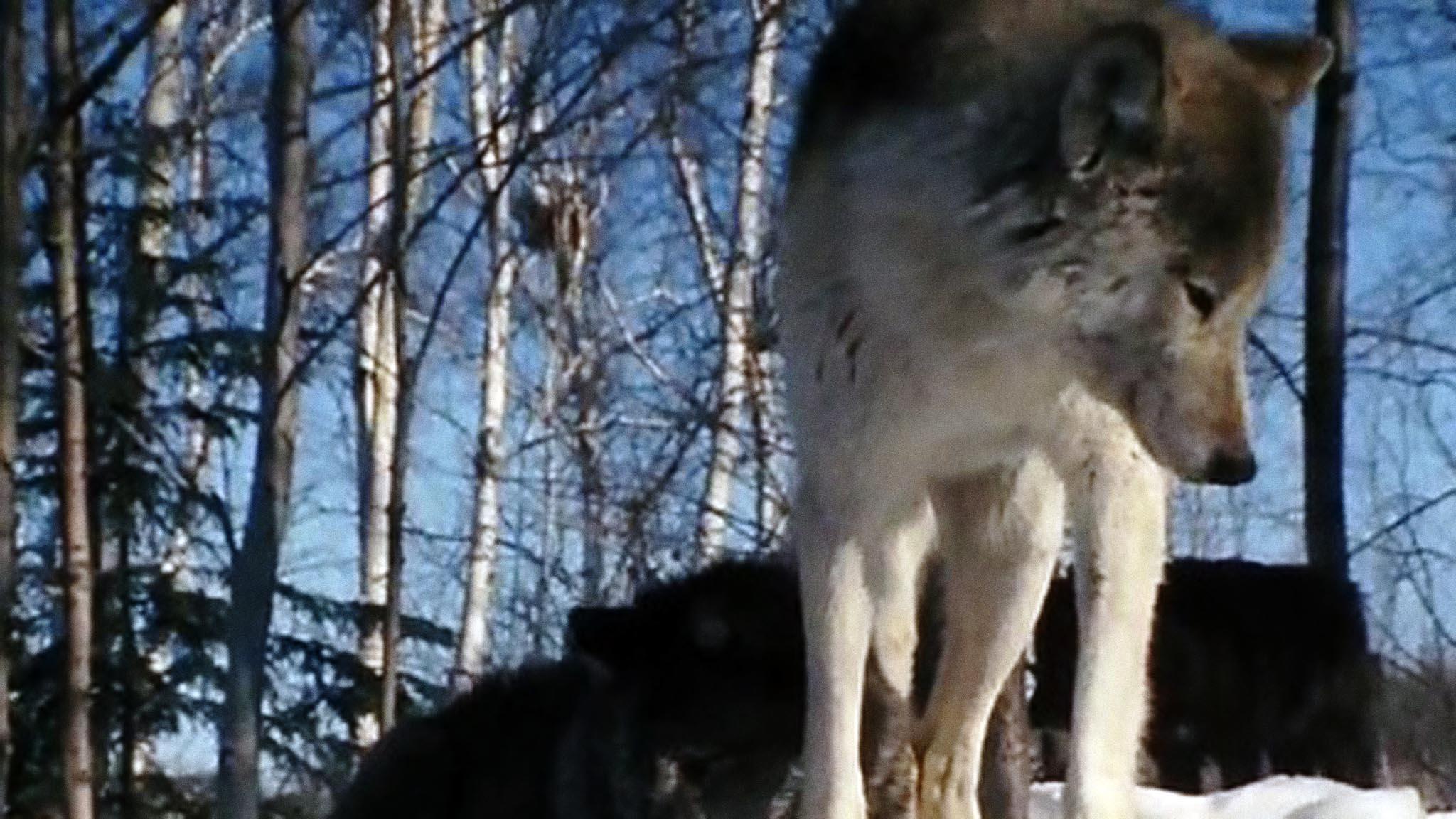 Cry of the Wild by Bill Mason - NFB