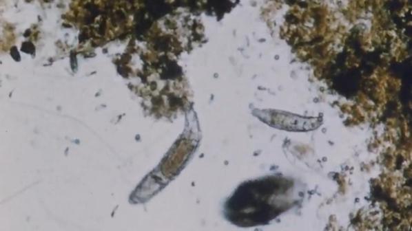 Beyond the Naked Eye - NFB