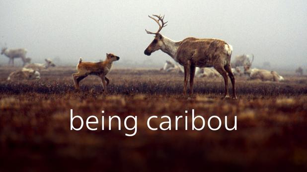 Caribou of Northern Canada - NFB