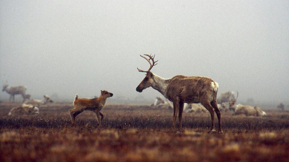 Being Caribou by Leanne Allison, Diana Wilson - NFB