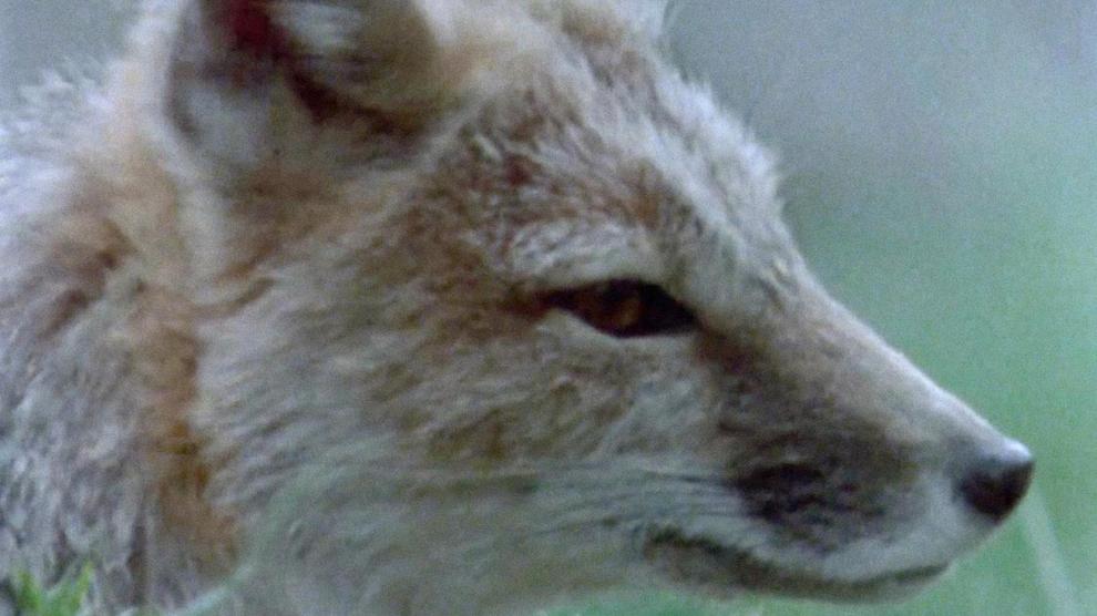 Return of the Swift Fox by Jy Chiperzak - NFB