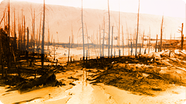 The Green Channel - ONF