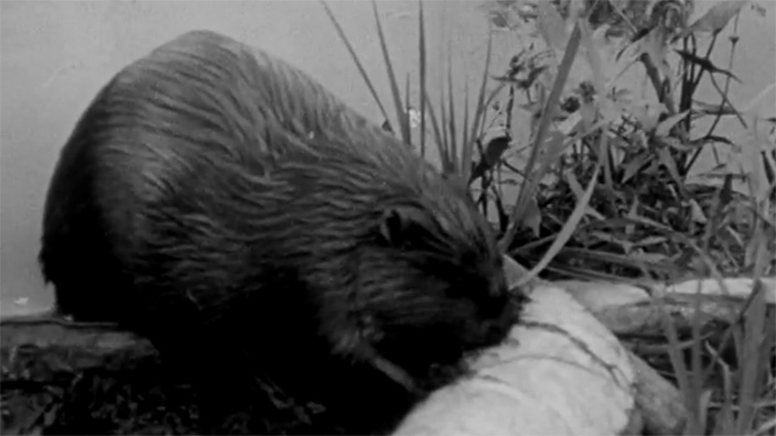 Beaver Family by - NFB