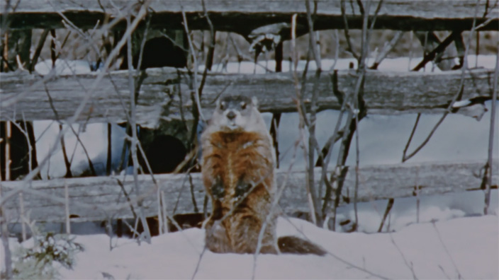 Hinterland Whos Who Woodchuck By Nfb